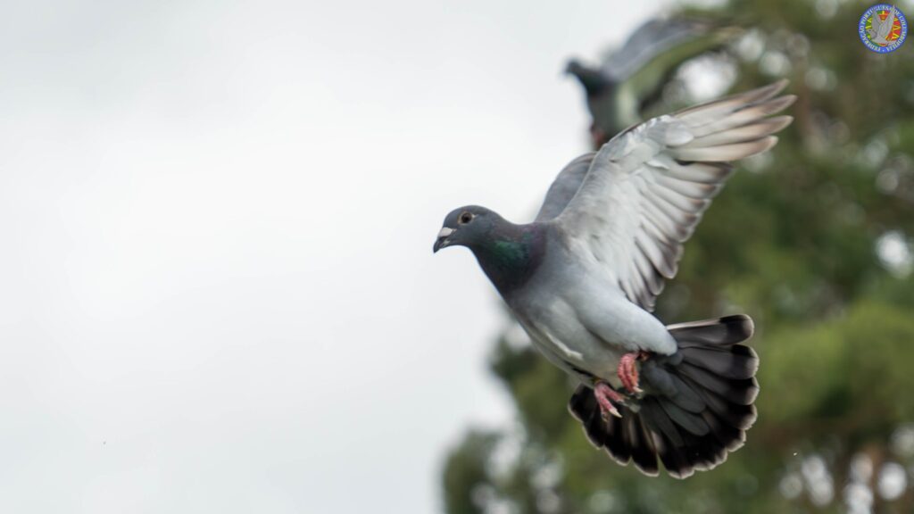 Pombo português é campeão do mundo - Confederação do Desporto de Portugal